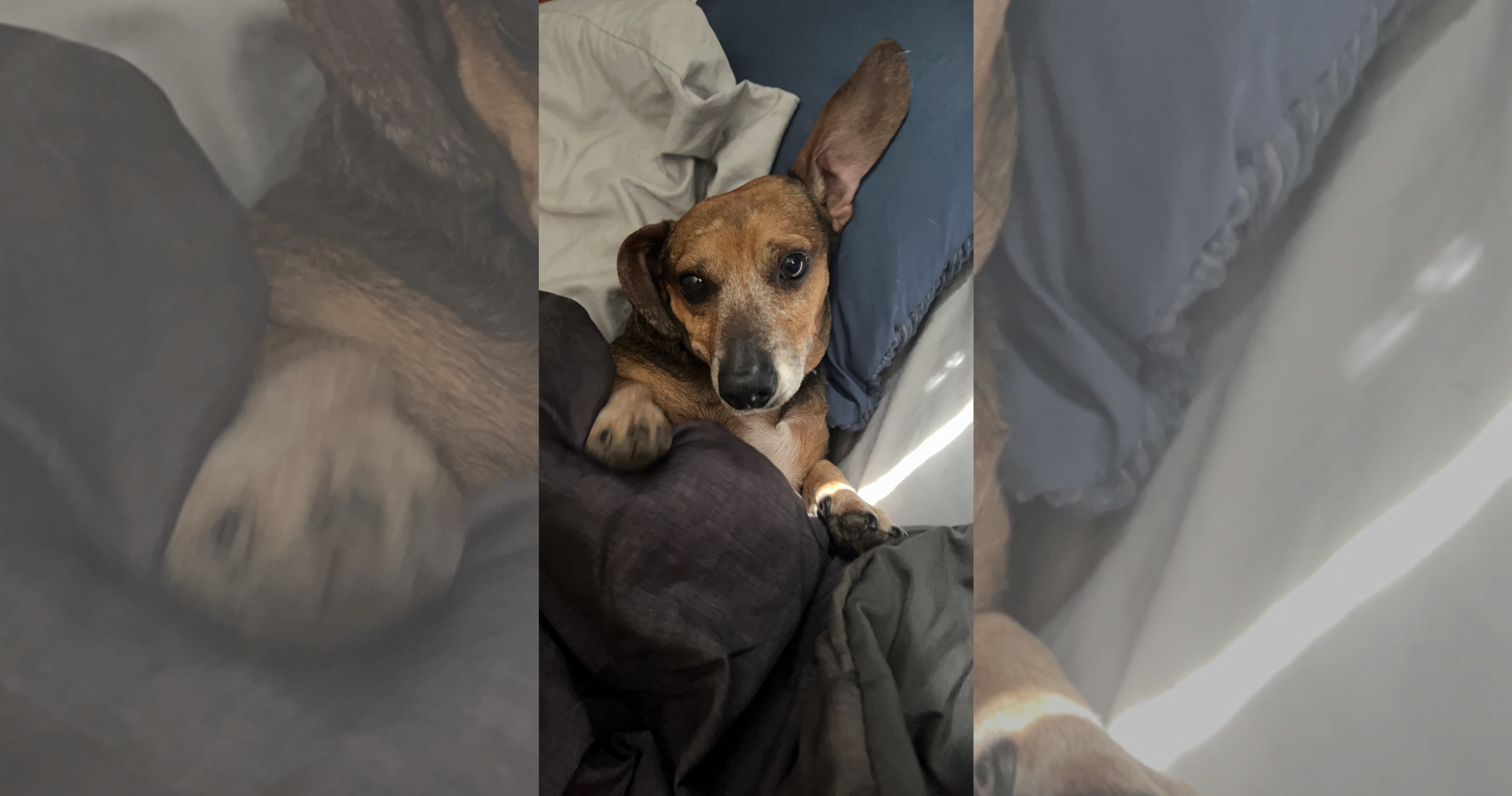 Beau Myers - All Paws Great & Small Pet Funeral Home & Crematory